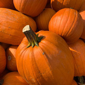 Middle Tennessee's Favorite Pumpkin Patch | Serving Morrison ...